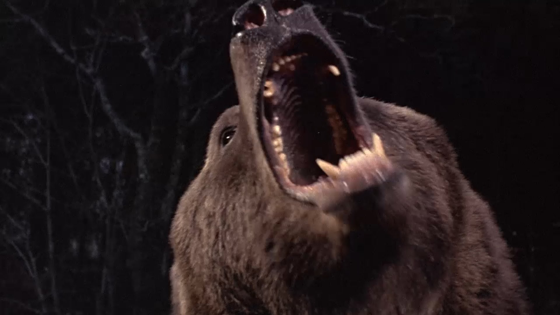 Grizzly (1976) | VERN'S REVIEWS on the FILMS of CINEMA