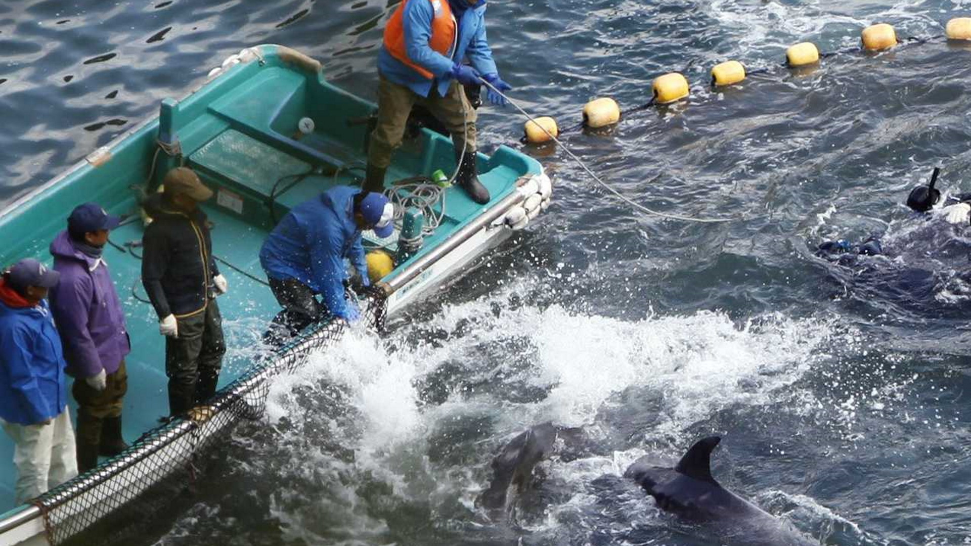 The Cove | VERN'S REVIEWS on the FILMS of CINEMA